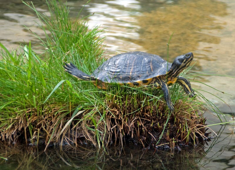 Wildlife stock photo. Image of chelonian, grass, shell - 6857474
