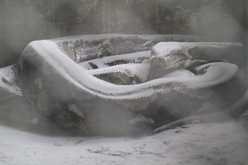 Wildlife Affected by the Volcanic Eruption of Volcanic Ash Stock Image ...