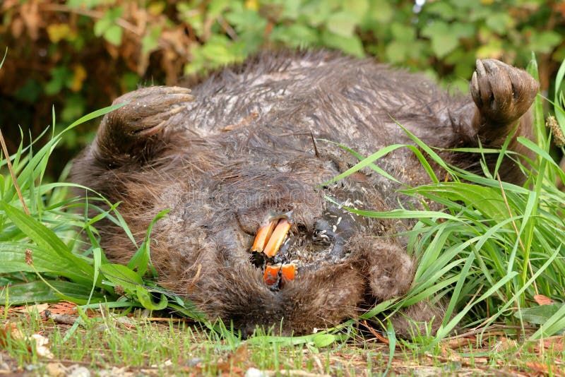 Wildlife Aftermath and Life Cycle Stock Image - Image of eating, arms ...