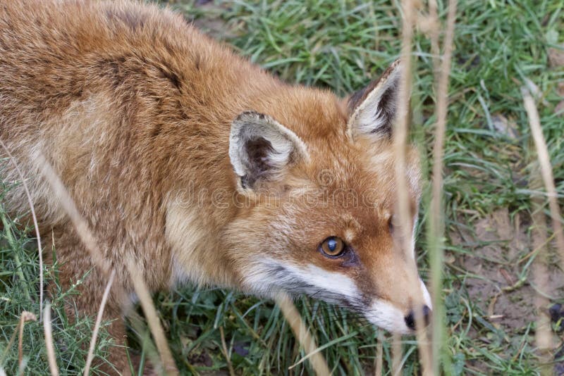 Red fox close up stock photo. Image of head, wildlife - 164374198
