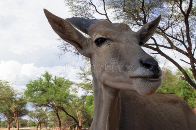 Wildlife Animals. Common Eland or Eland Antelope in the National Park ...