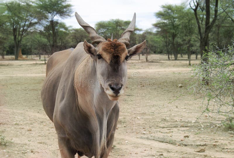 Eland Antelope, Bull on the Savannah of the Etosha National Park ...