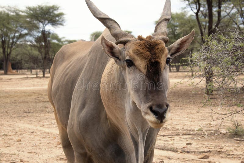 Eland Antelope, Bull on the Savannah of the Etosha National Park ...