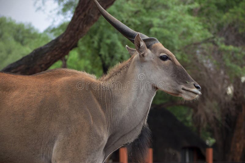 Eland Antelope, Bull on the Savannah of the Etosha National Park ...