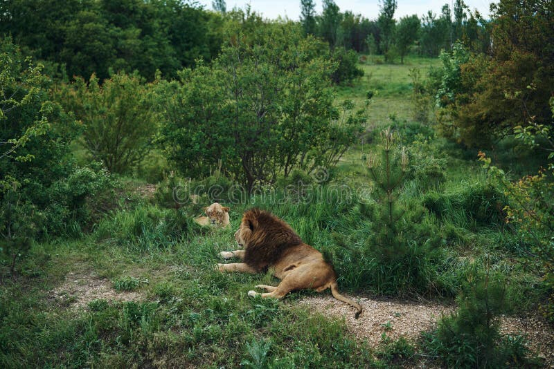 Wildlife, Animals, Lions Rest in the Grass at the Zoo Stock Image ...