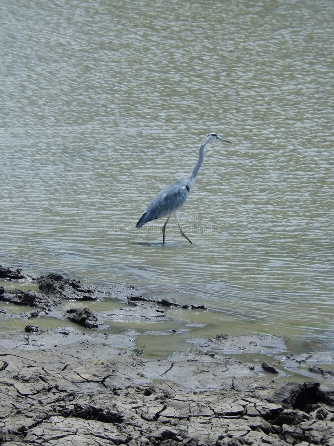 Wildlife stock photo. Image of beak, mudflat, wetland - 83344260