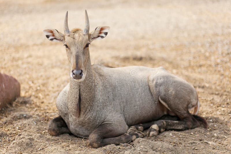 Animals in Jerez - Spain stock image. Image of chimp, colorful - 913053