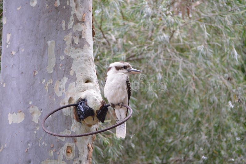 Wildlife of australia stock image. Image of natural - 265705811