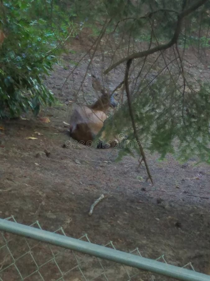 Wildlife Backyard stock photo. Image of backyard, chilling - 161726550