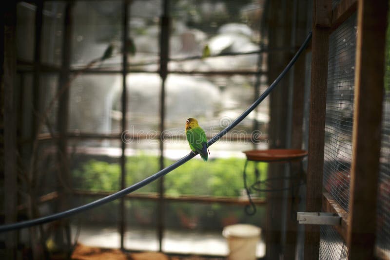Bird alone in cage stock image. Image of alone, cage - 118549667