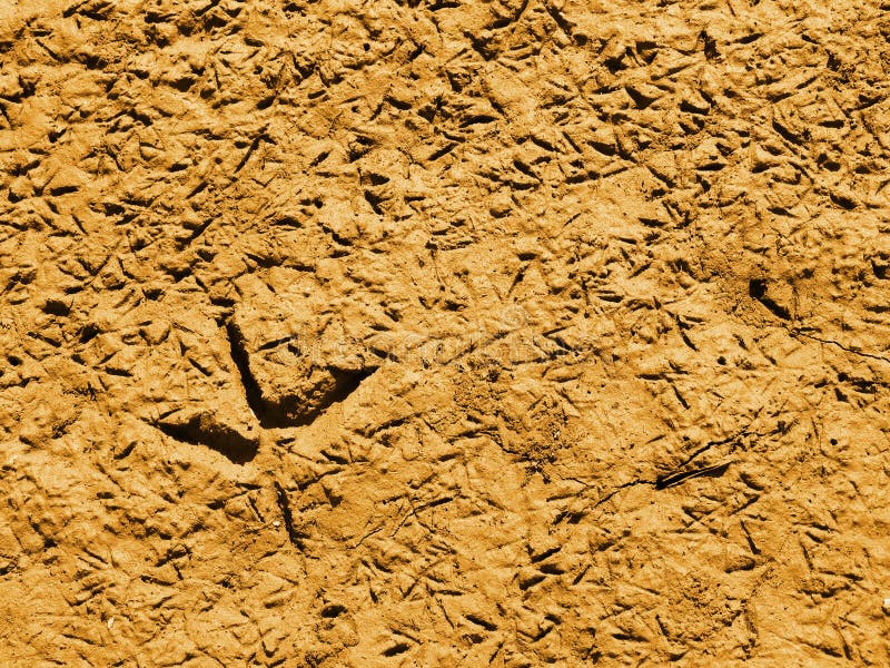 Wildlife bird footprints stock photo. Image of sludge - 12205290