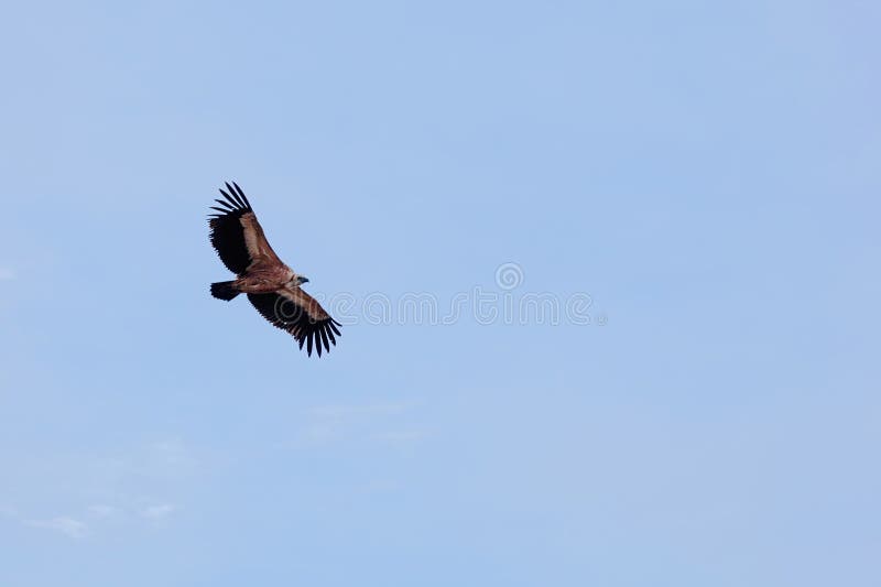 Wildlife Birds, Vulture in the Sky Stock Image - Image of water ...