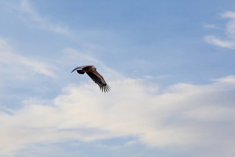 Wildlife Birds, Vulture in the Sky Stock Image - Image of freedom ...