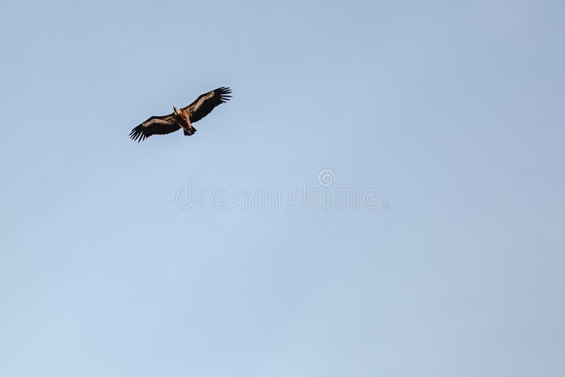 Wildlife Birds, Vulture in the Sky Stock Image - Image of outdoor ...