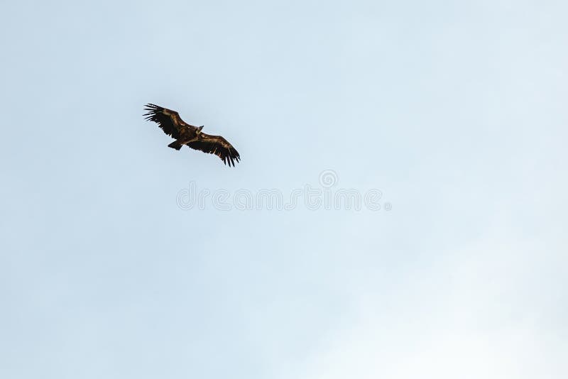Wildlife Birds, Vulture in the Sky Stock Photo - Image of outdoor ...