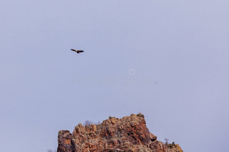 Wildlife Birds, Vulture in the Sky Stock Image - Image of tree, freedom ...
