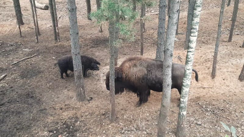 Bison and Wild Boar among the Trees Stock Footage - Video of bison ...