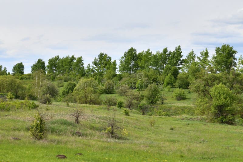 Wildlife of Central Russia - Trees and Shrubs Stock Image - Image of ...