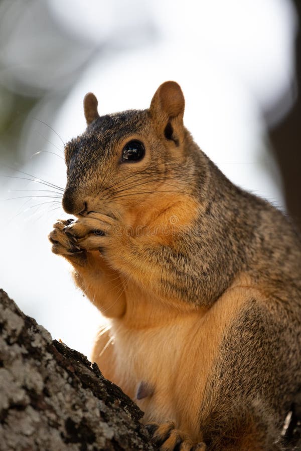 Squirrel Eating a Walnut Sitting in a Tree Stock Image - Image of ...