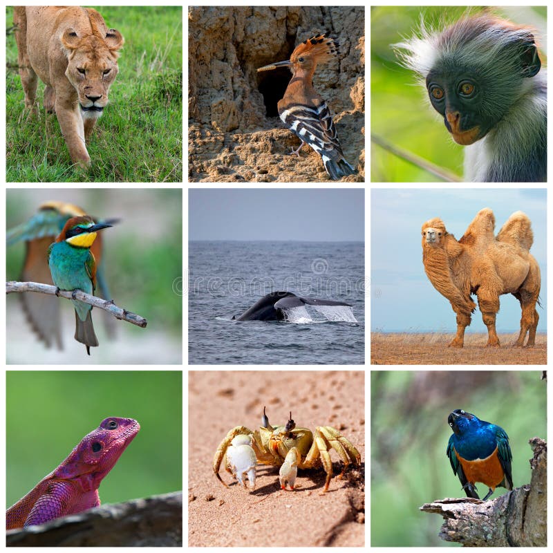 Collage Wild Animals Mammals Stock Images - Download 65 Royalty Free Photos