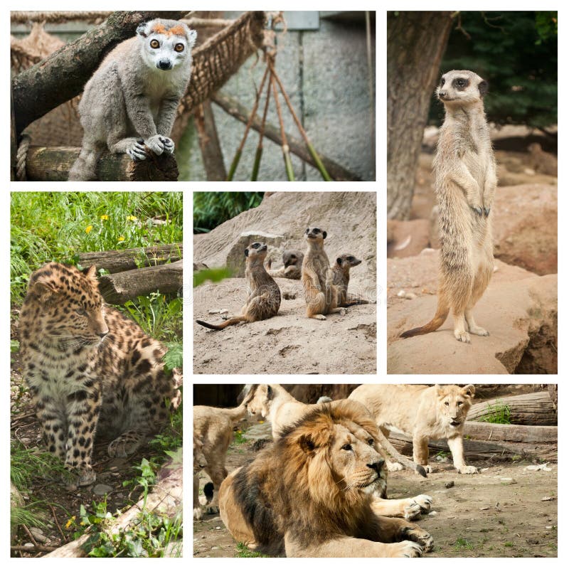 Wildlife Collage Stock Photo - Image: 53706866