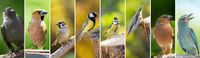Collage of various birds stock image. Image of nature - 232372041
