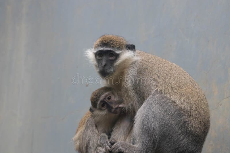 Wildlife Concept, Vervet Monkey (Chlorocebus Pygerythrus Stock Image ...