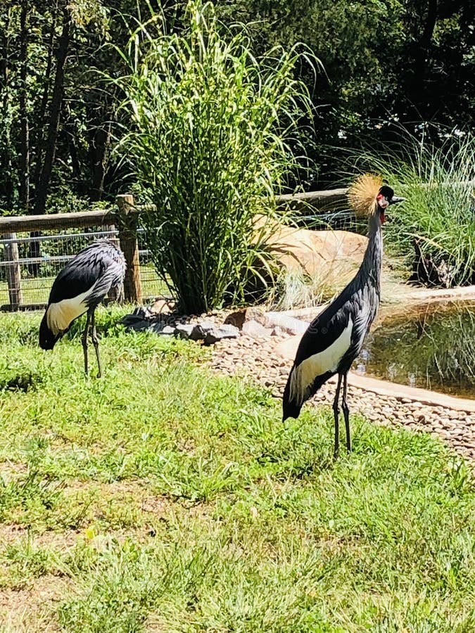 Wildlife and zoos stock image. Image of scenery, stormy - 245450799