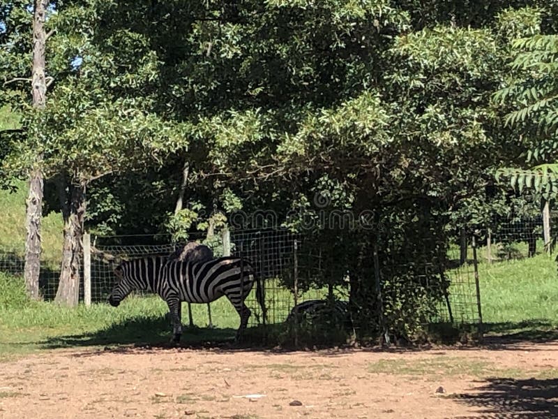 Wildlife and zoos stock photo. Image of storm, flowers - 245450768