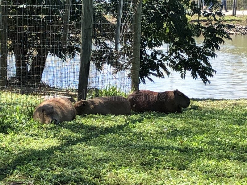 Wildlife and zoos stock image. Image of zoos, spring - 245450777