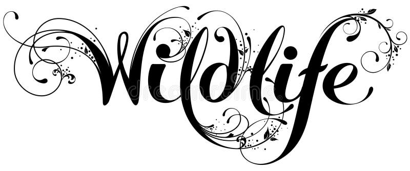 Wildlife - Custom Calligraphy Text Stock Vector - Illustration of ...