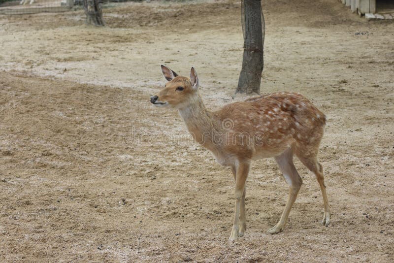 Wildlife, Deer, Fauna, Ecosystem Picture. Image: 117884456