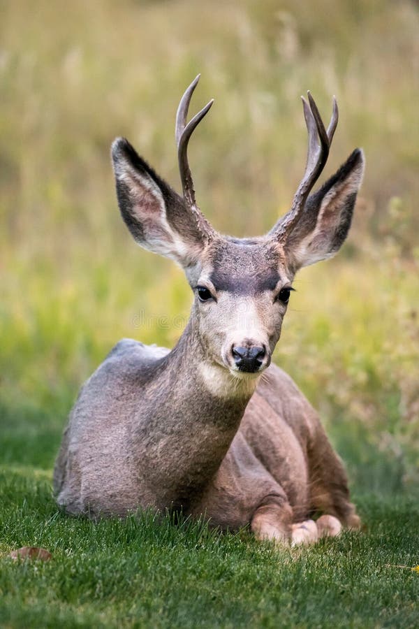 Wildlife, Deer, Fauna, Mammal Picture. Image: 102879644