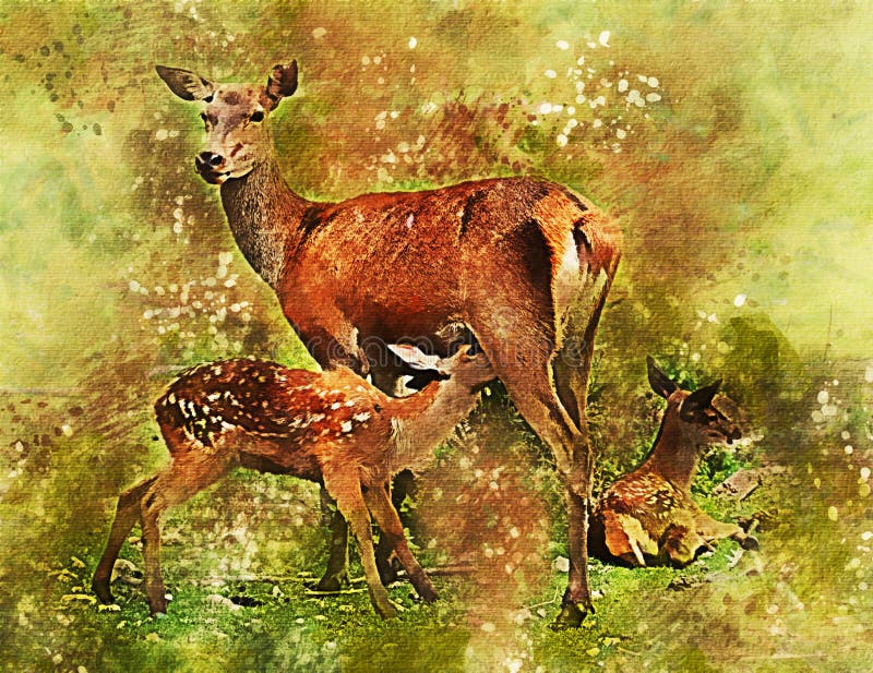 Wildlife, Deer, Fauna, Mammal Picture. Image: 102879644