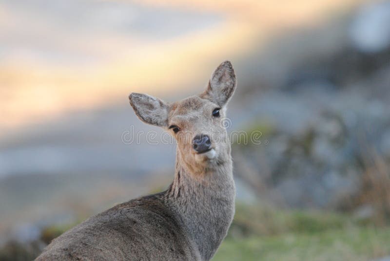 Wildlife, Deer, Fauna, Mammal Picture. Image: 102879644
