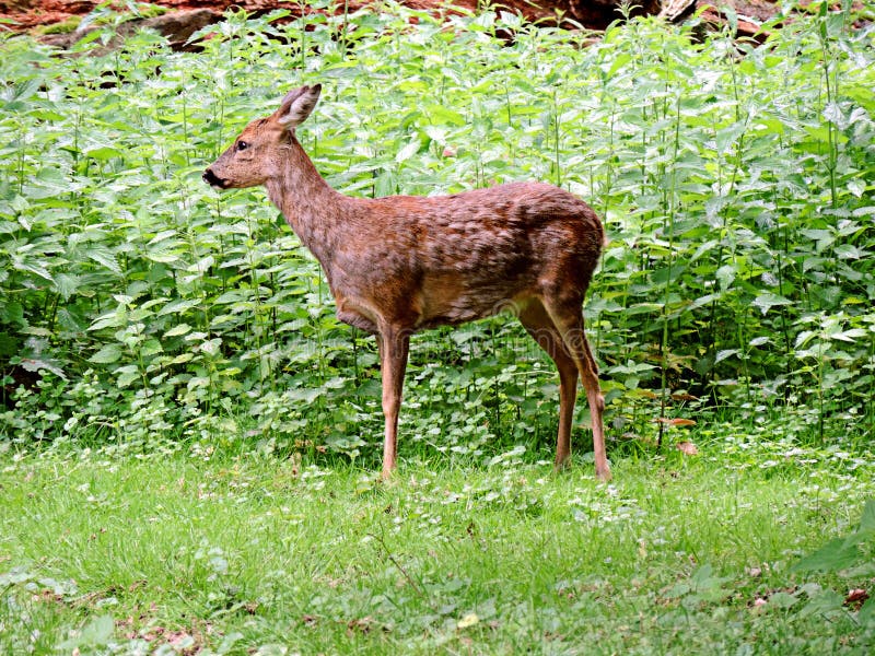 Wildlife, Deer, Fauna, Mammal Picture. Image: 131082884
