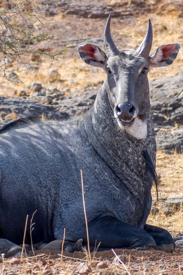 Majestic Blue Bull of India Stock Image - Image of jungle, nationalpark ...