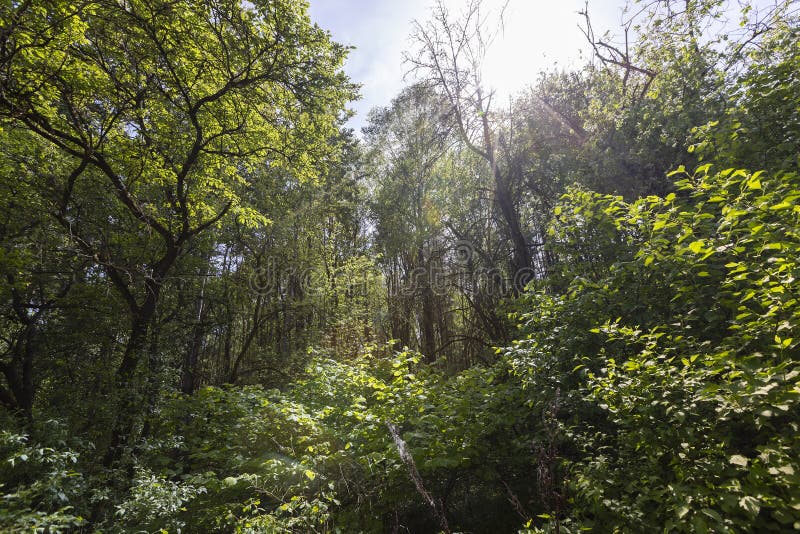 Wildlife with Different Types of Plants and Shrubs Stock Photo - Image ...