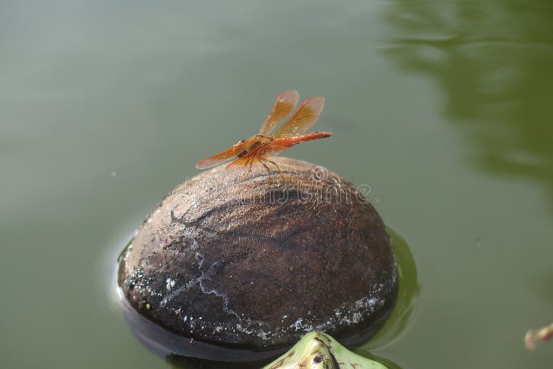 Coconut Leaf and dragonfly stock illustration. Illustration of nature ... Coconut Leaf and dragonfly stock illustration. Illustration of nature ...