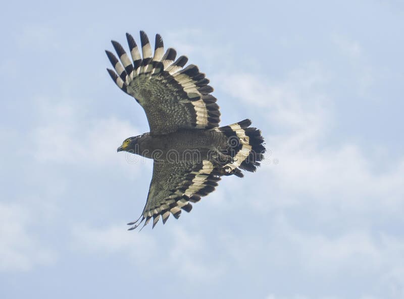 Wildlife eagle flying stock image. Image of flying, wild - 95390217