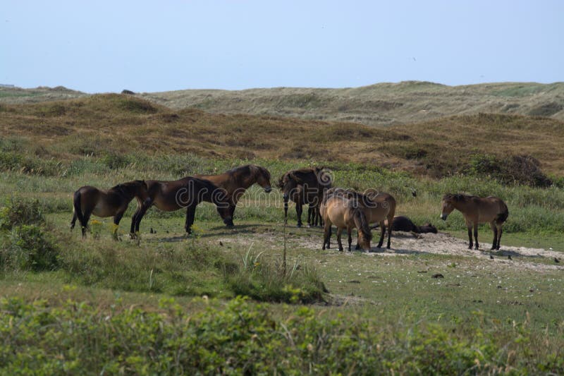 Horse Herd Grazing Picture. Image: 3935487