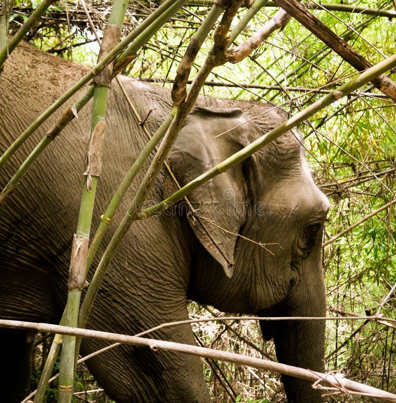 Wildlife Elephant in Bamboo Forest Stock Image - Image of health ...