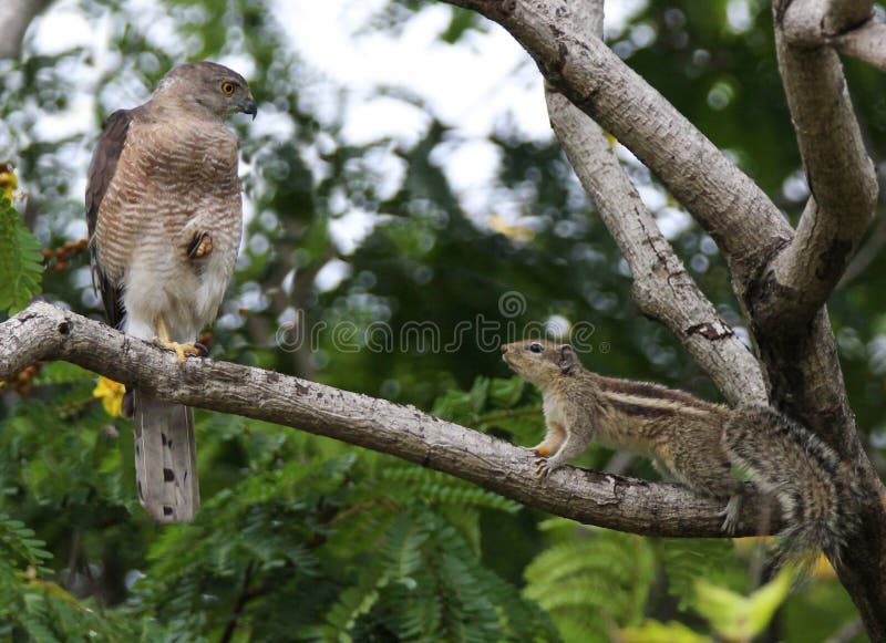 Wildlife Encounter: Hawk and Squirrel in Tense Standoff on a Tree ...
