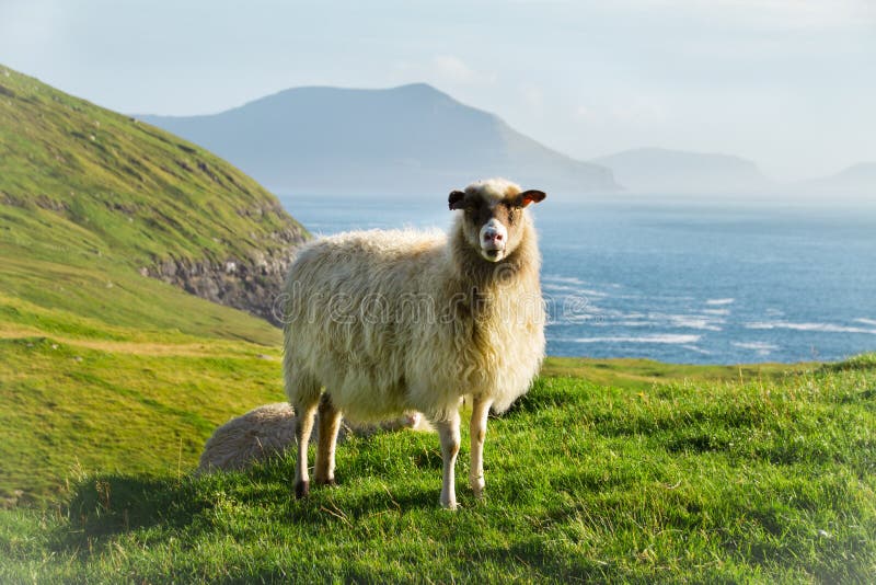 Wildlife in the Faroe Islands Stock Image - Image of faro, green: 77093295