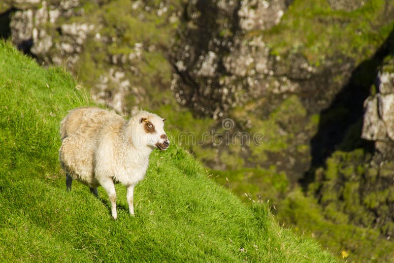 Wildlife in the Faroe Islands Stock Photo - Image of green, faro: 77093466