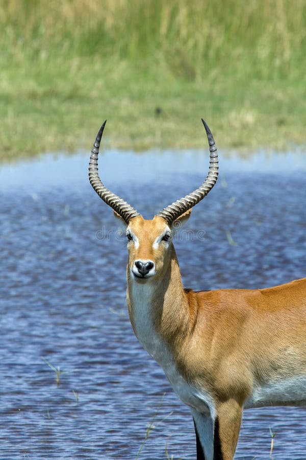 Wildlife, Fauna, Antelope, Horn Stock Image - Image of grassland ...