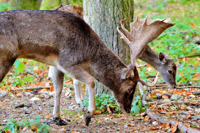Wildlife, Deer, Fauna, Mammal Picture. Image: 102879644