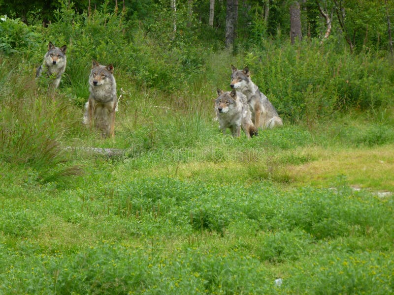 Wildlife, Fauna, Ecosystem, Nature Reserve Picture. Image: 126020685