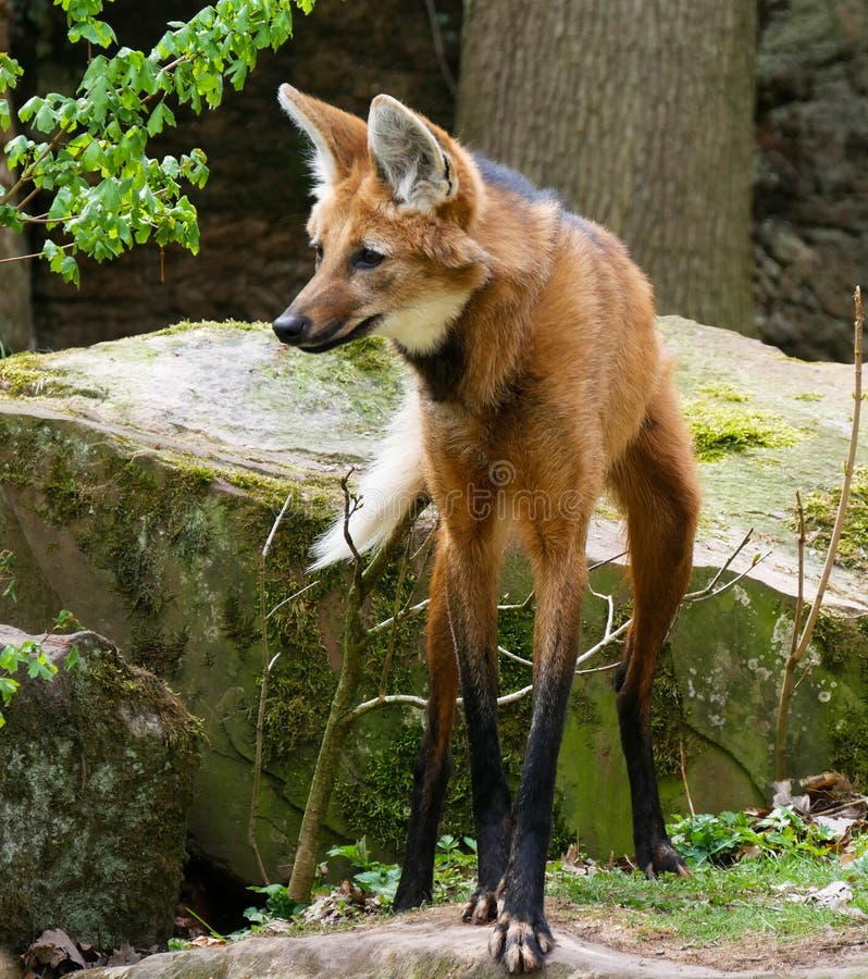 Wildlife, Fauna, Fox, Red Fox Picture. Image: 115315253