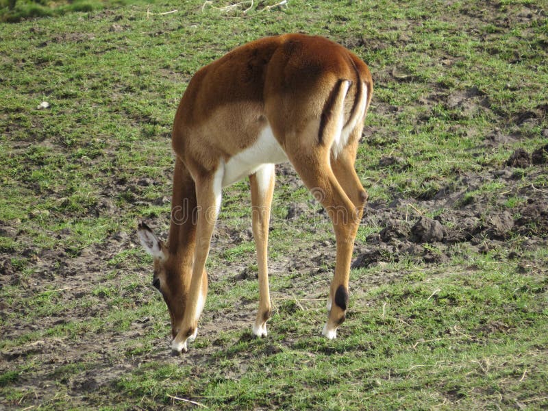 Wildlife, Fauna, Terrestrial Animal, Springbok Stock Photo - Image of ...